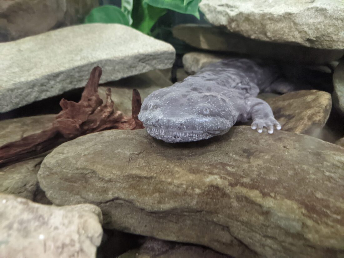Marvin, Among Oldest Hellbender Salamanders on Record, Dies at More ...